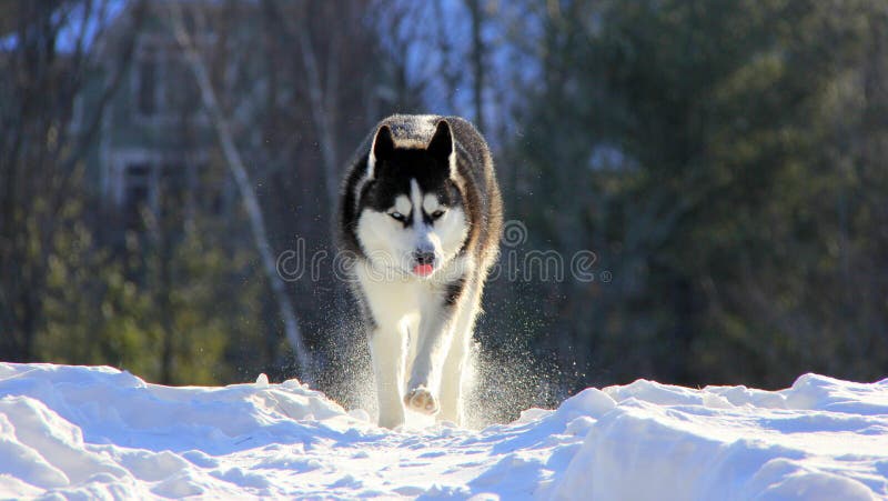Siberiano Husky Puppy En Nieve Imagen de archivo - Imagen de invierno ...