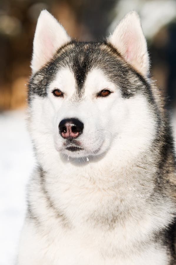 Sneeuwrijke Hond Siberische Husky Stock Afbeelding - Image of ...