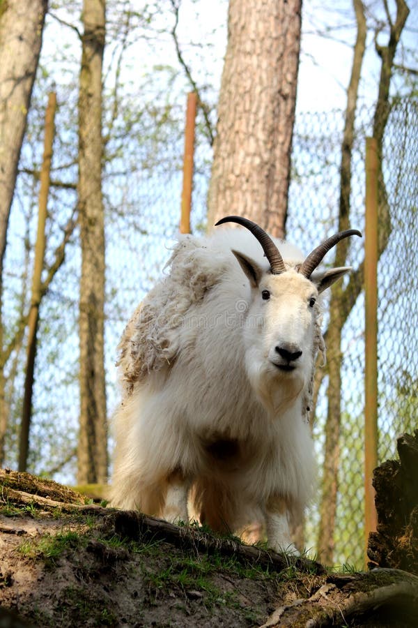 Siberische berggeit stock foto. Image of berg, geit, uniek - 40075766