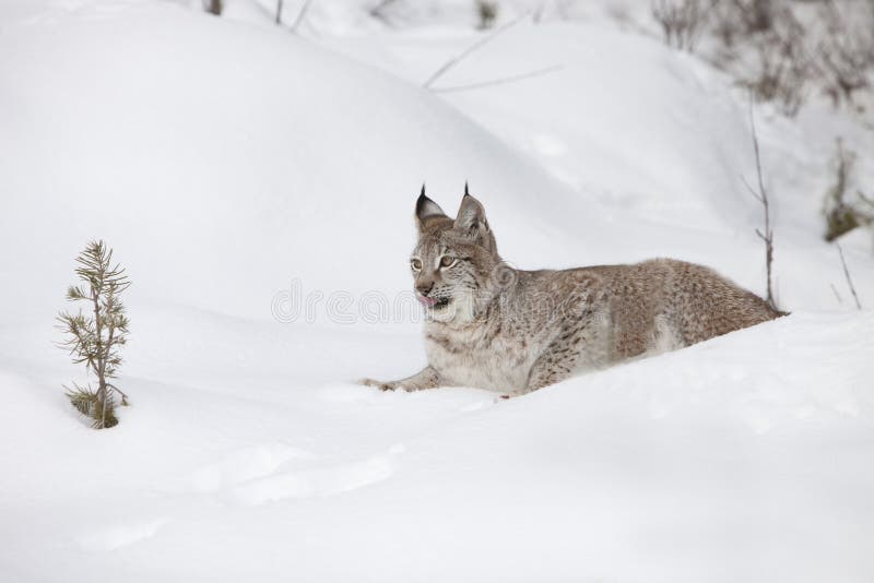 Siberische Lynx Die in De Sneeuw Legt Stock Afbeelding - Image of poten ...