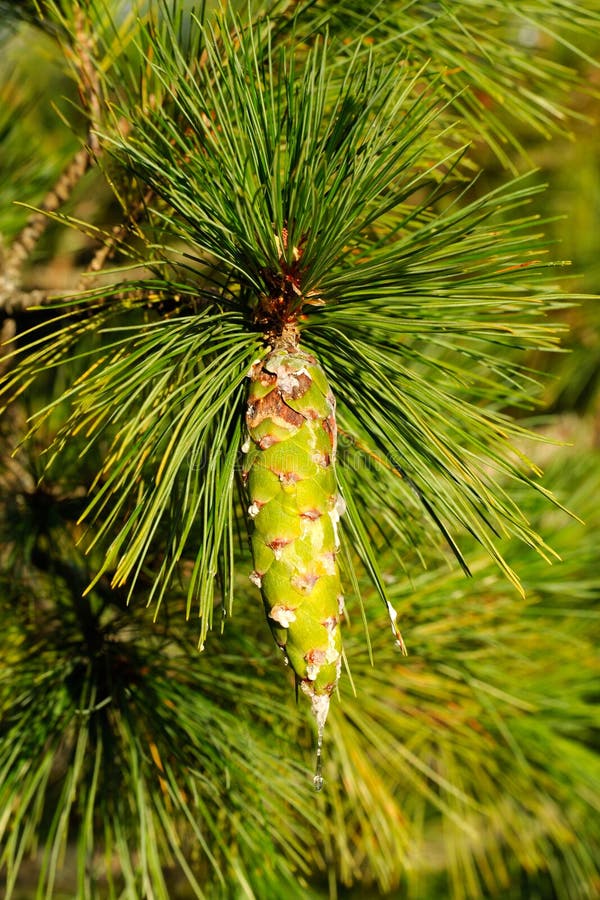 Siberische pijnboom stock foto. Image of zaad, wild, europa - 33214736