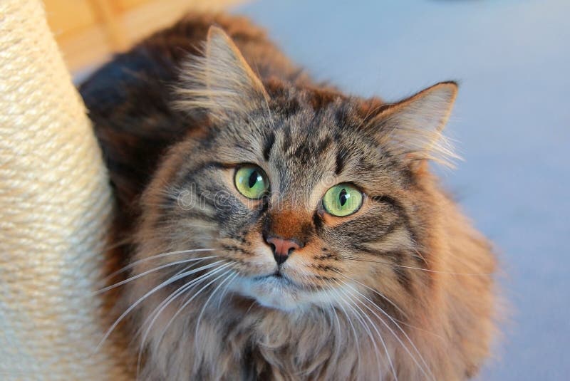 Siberische Raskat Met Blauwe Ogen Stock Foto - Image of sterk, katje ...