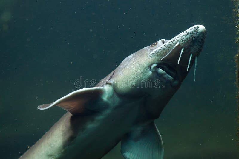 Siberische Steur (Acipenser Baerii) Stock Foto - Image of zoetwater ...