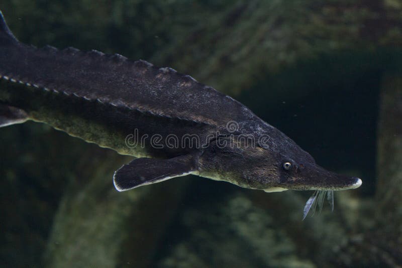 Siberische Steur Onderwater in De Wildernis Stock Afbeelding - Image of ...