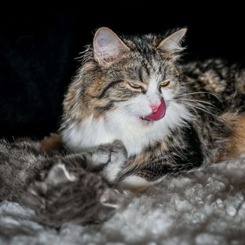 Sibirian Cat Young Kitten in a Swedish Home Stock Image - Image of ...