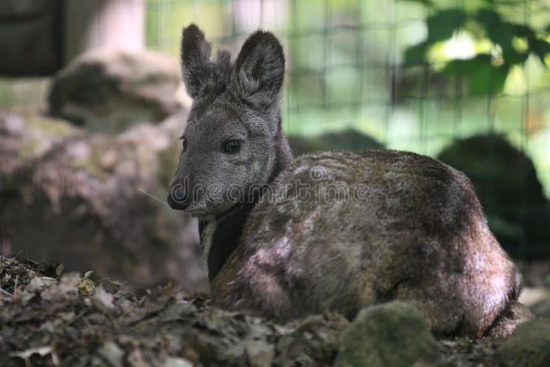 Tierische Seltene Hufpaare Der Sibirischen Moschustiere Stockfoto ...
