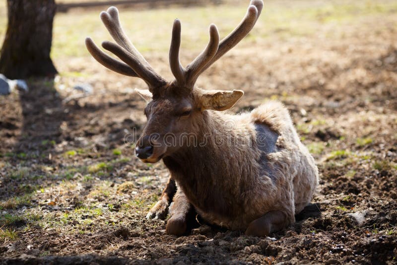 Sibirischer Hirsch in Der Hürde Stockbild - Bild von tier, säugetier ...
