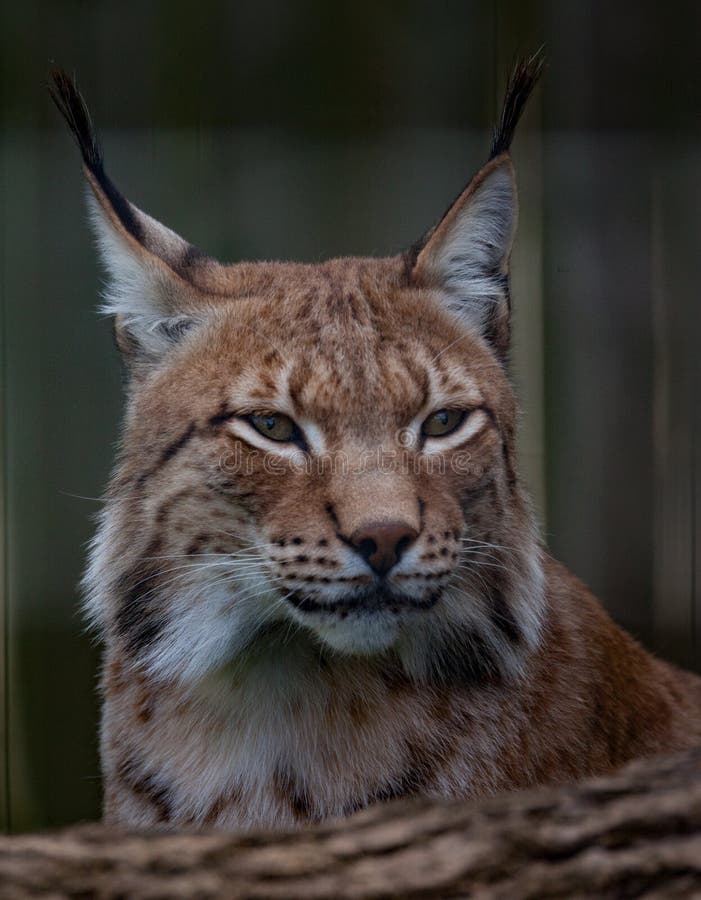 Sibirischer Luchs stockbild. Bild von nahaufnahme, europäisch - 77098141