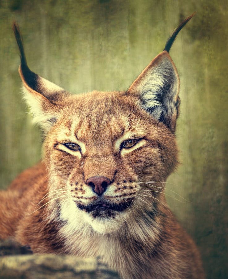 Sibirischer Luchs stockbild. Bild von nahaufnahme, europäisch - 77098141