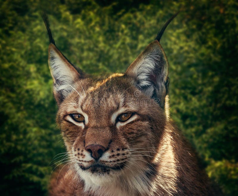 Sibirischer Luchs stockbild. Bild von nahaufnahme, europäisch - 77098141