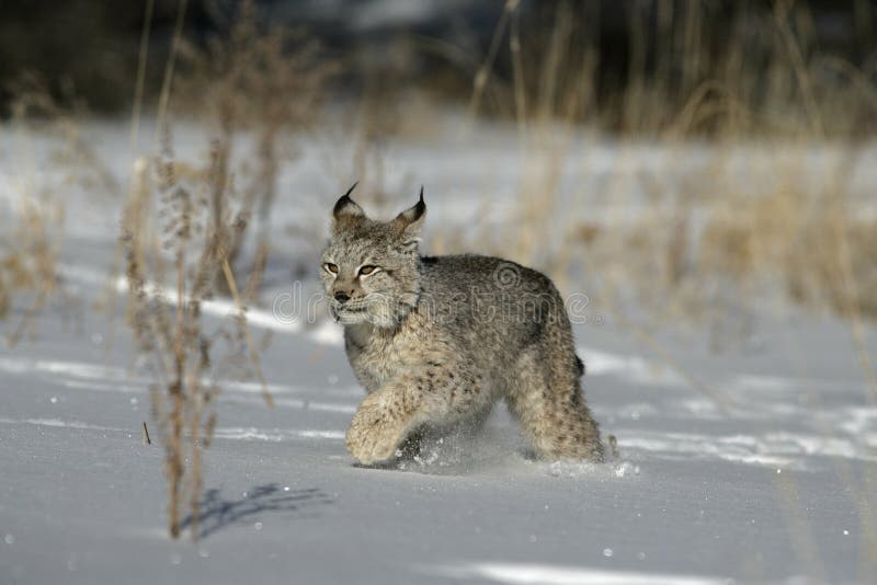 Sibirischer Luchs, Luchsluchs Stockbild - Bild von luchs, nave: 34917103