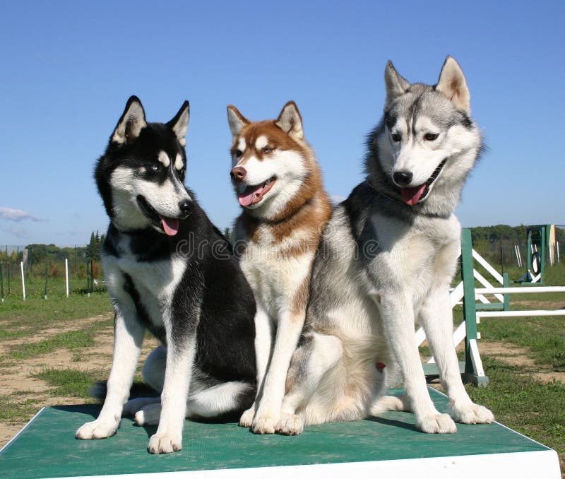 Familie Siberian Husky stockfoto. Bild von ohren, furcht - 1651746