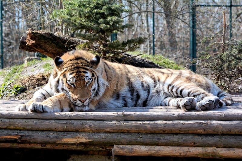Sibirischer Tiger (wissenschaftlicher Name: Der Pantheratigris-altaica ...