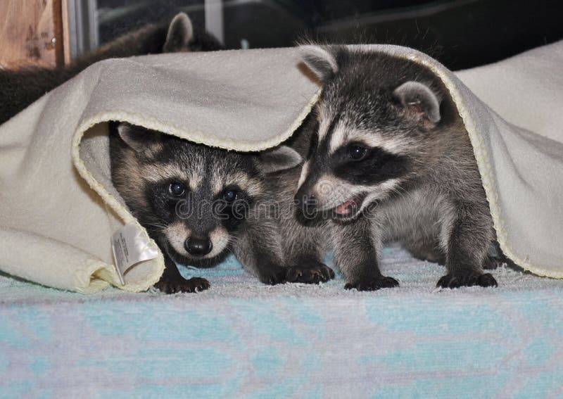 137 Playing Raccoons Stock Photos - Free & Royalty-Free Stock Photos ...