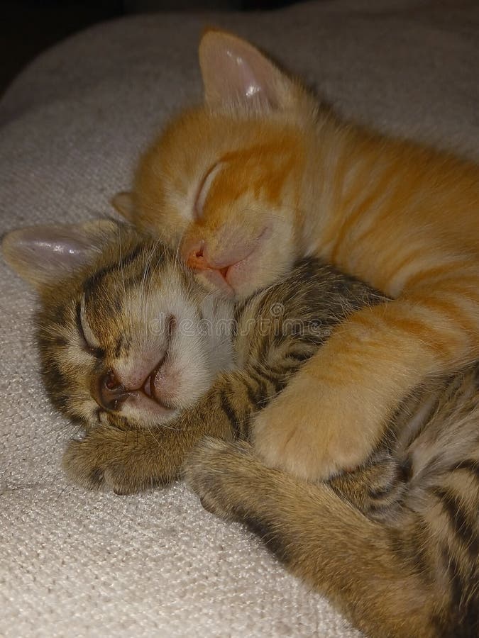Sibling sleepy time stock image. Image of snout, rodent - 252055719