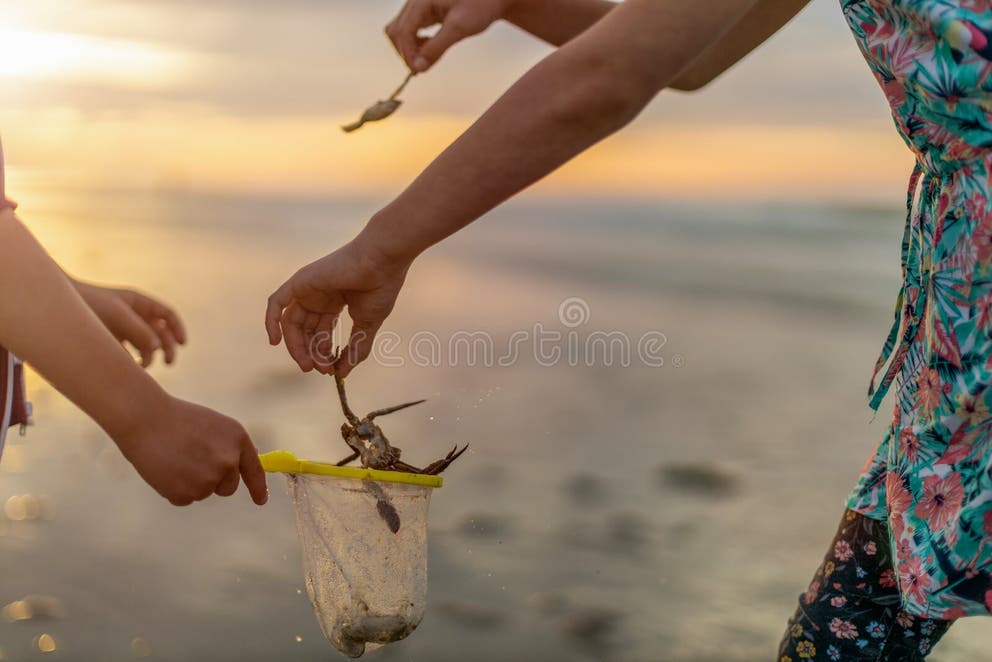 Siblings Looking for Shellfish during Sunset Stock Photo - Image of ...