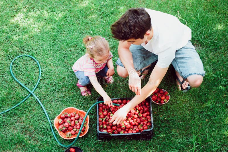 Siblings Washing Strawberries Stock Image - Image of picking, outside ...