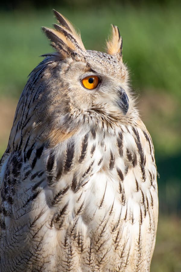 Sibrian Eagle Owl Nocturnal Bird of Prey Predator Stock Photo - Image ...