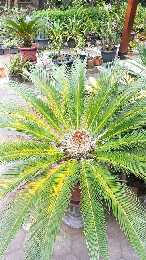 Sicas the Palm of Tropis Tree Still 3 Years Old Stock Image - Image of ...