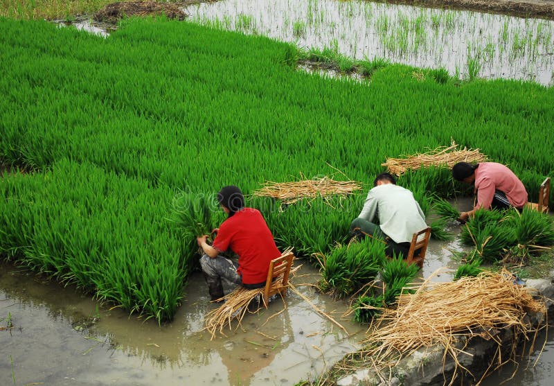 Chinese Farmer Works in a Rice Field Editorial Stock Image - Image of ...