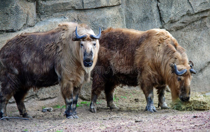 Sichuan Takin stock foto. Image of afrika, tibetaans - 19275562