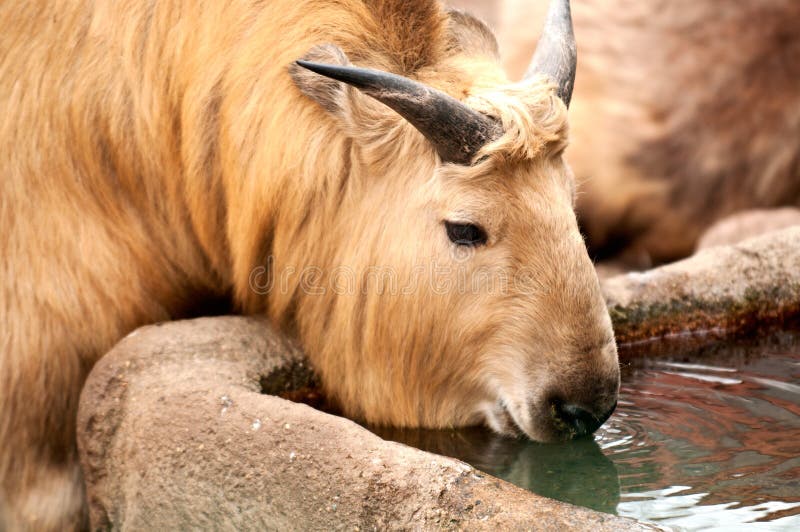 Sichuan Takin family stock image. Image of family, longhaired - 30433157