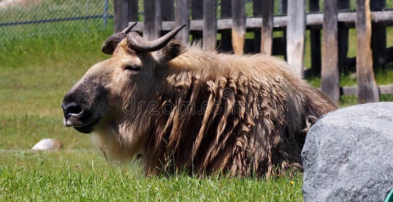 Sichuan takin stock image. Image of takin, goat, sichuan - 8953831
