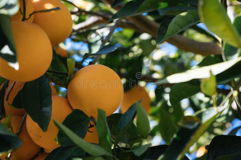 Blood Orange - `tarocco` with Leaves Stock Image - Image of juice ...
