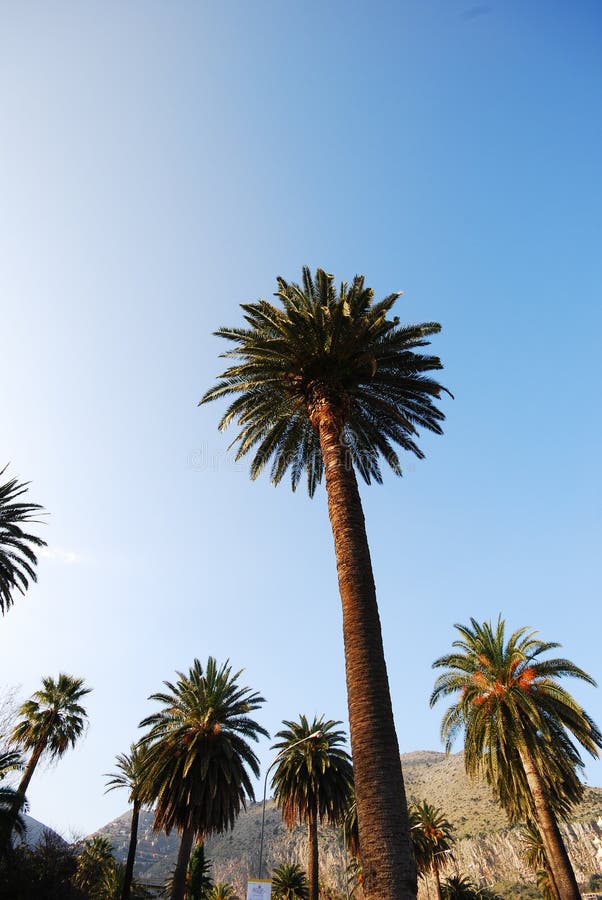 Sicilian Palm Tree stock photo. Image of sicilian, iconic - 200934802