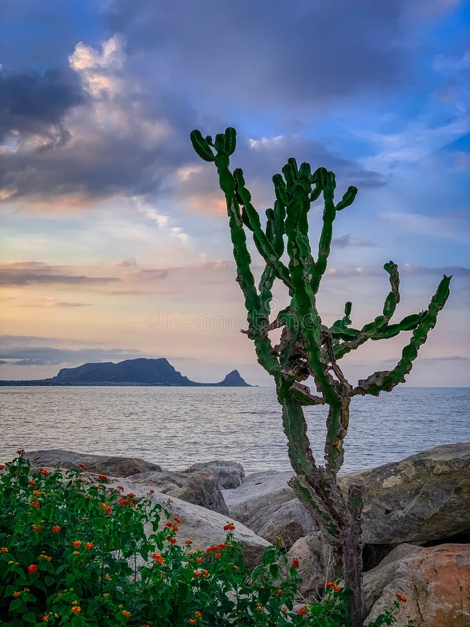 Sicilian Prickly Pear Cactus by the Ocean Stock Photo - Image of ...