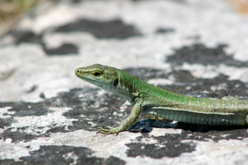 Sicilian Wall Lizard on a Rock Stock Photo - Image of outdoor, outdoors ...
