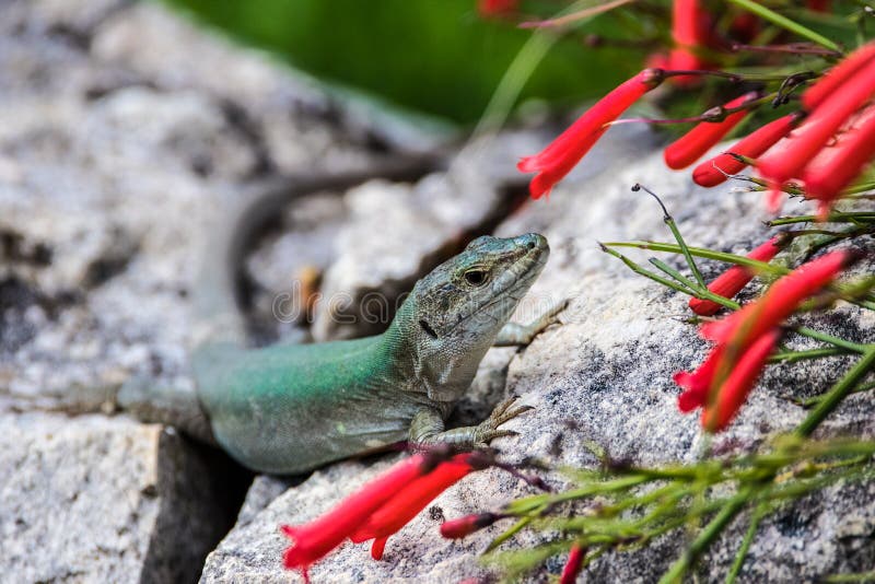 Sicilian Wall Lizard stock image. Image of staring, animal - 102639291