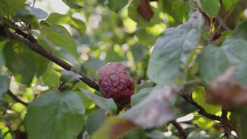 A Sick Apple Tree, a Rotten Apple Fruit on an Infected Tree. Stock ...