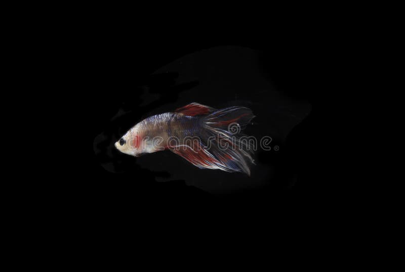 Sick Betta Fish, Damage or Broken Fin at Black Background Stock Photo ...