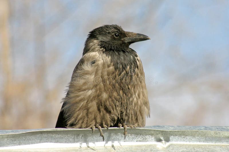 Sick Black Bird Raven Sits on a Tree Against a Blue Sky Stock Photo ...