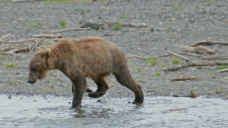 Sick brown bear in river stock footage. Video of disease - 346062354