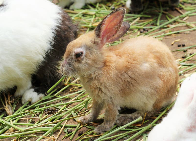 Sick Rabbit. stock image. Image of looking, eating, domestic - 36555437