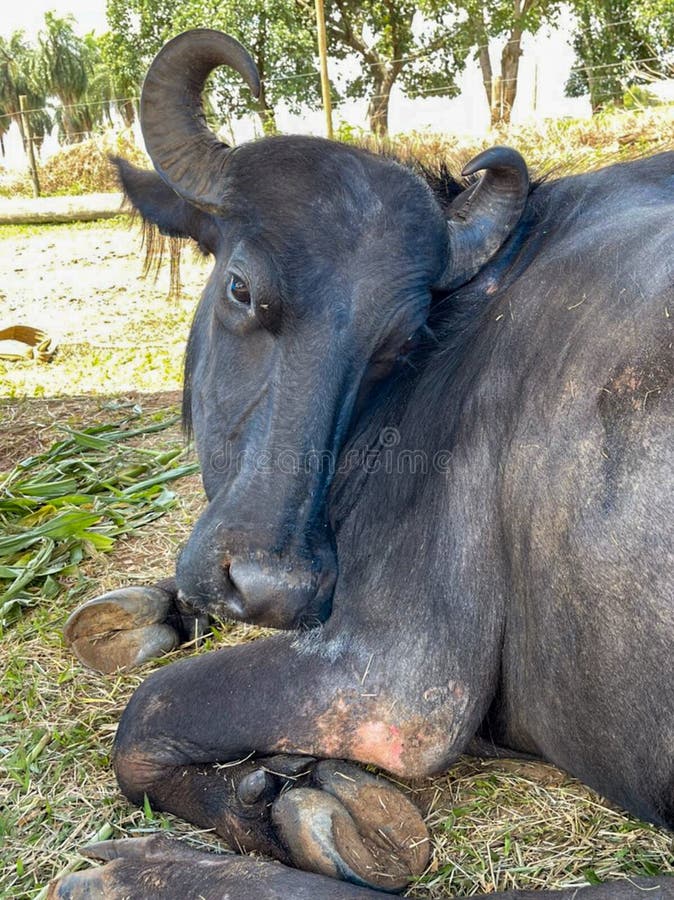 Sick buffalo in the farm stock photo. Image of biology - 343582804