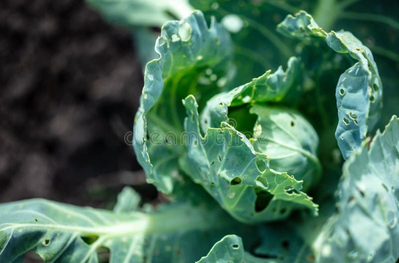 Sick Cabbage Eaten by Insects Stock Image - Image of green, ground ...