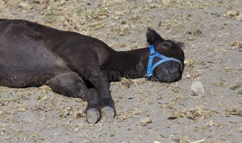 Sick Calf stock photo. Image of illness, death, ground - 20891428