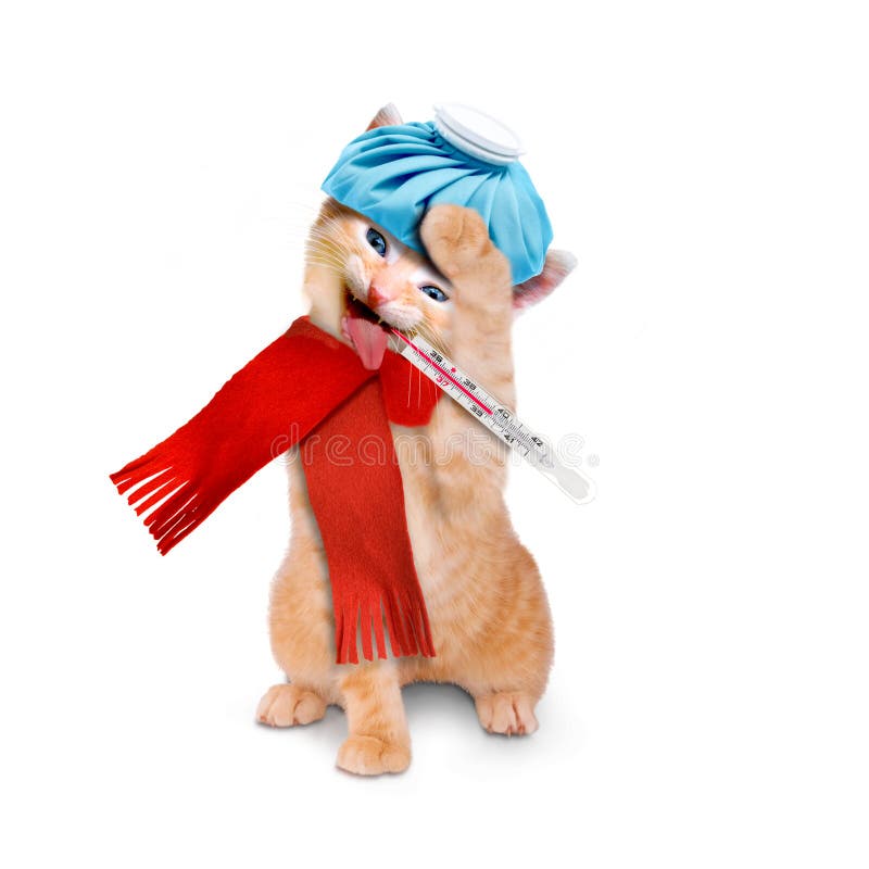Sick Cat With Ice Pack And Thermometer Stock Image - Image of placard ...
