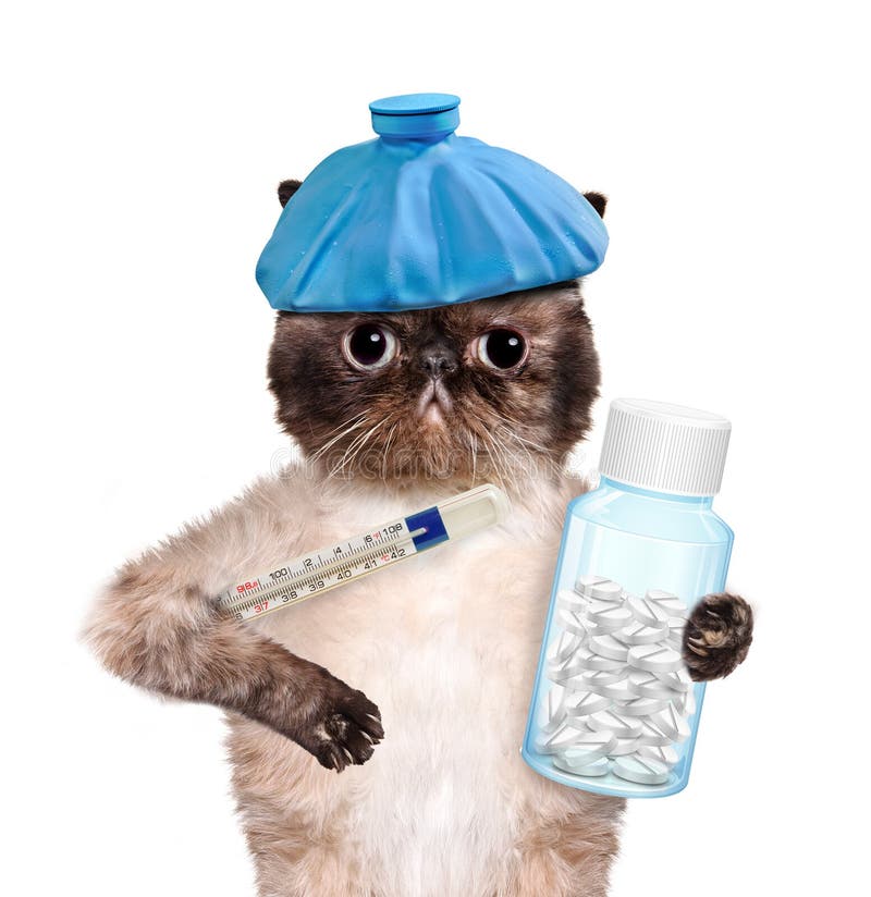 Sick cat. stock image. Image of heal, surgery, recovery - 40551813