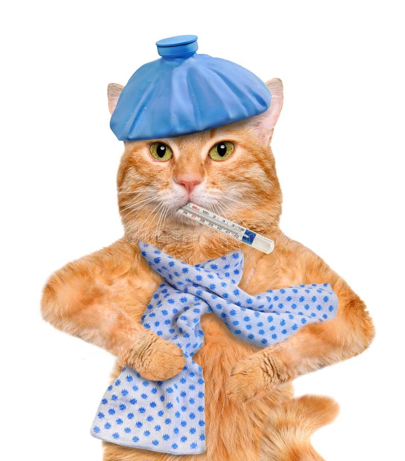 Protective Mask for a Tabby Cat Stock Photo - Image of clean ...