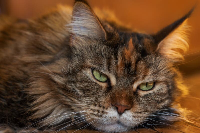 Sick cat lies on the floor stock image. Image of lying - 218367639