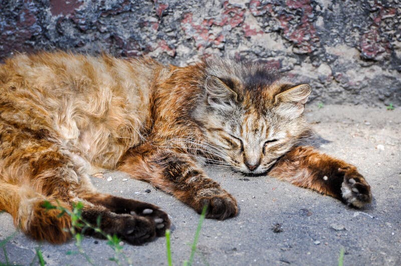 Sick cat stock image. Image of feline, rabies, neglected - 97427253