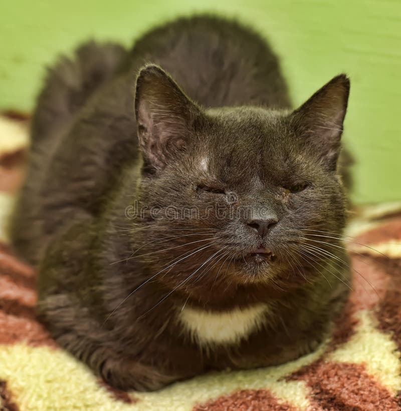 Sick cat stock photo. Image of animals, missing, feline - 72954740