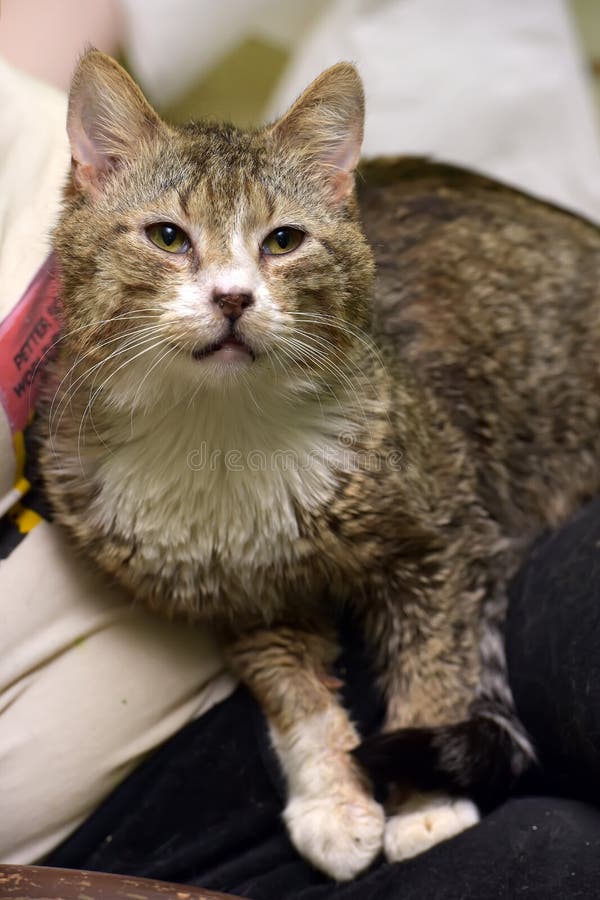 Sick cat stock photo. Image of homeless, beautiful, nature - 72955232