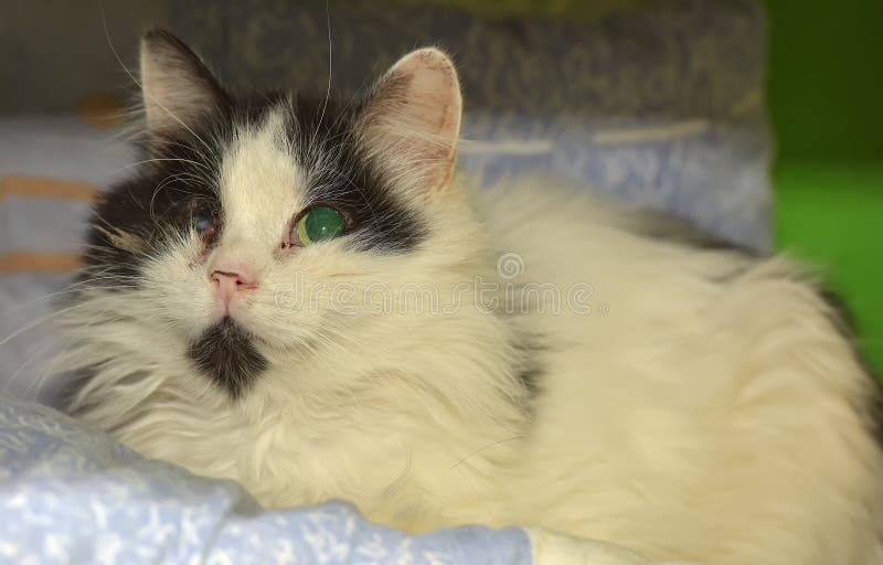 Sick cat stock photo. Image of homeless, beautiful, nature - 72955232