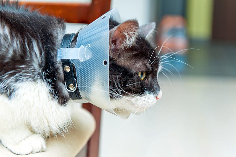 Sick cat wearing funnel stock photo. Image of safety - 84289620