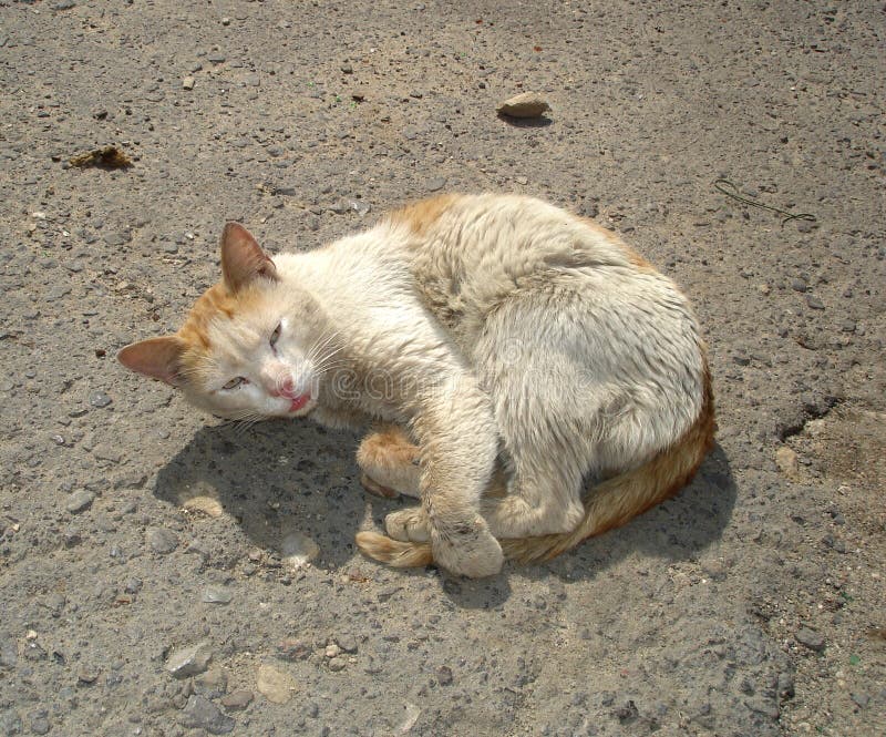 Sick cat stock image. Image of charity, veterinary, science - 85671707